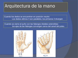 Biomecanica de mano | PDF