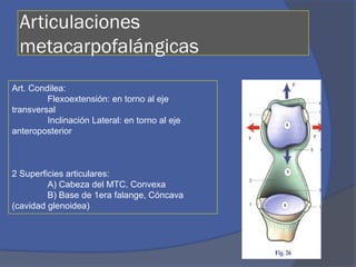 Biomecanica de mano | PDF