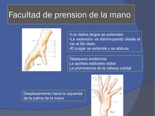 Biomecanica de mano | PDF