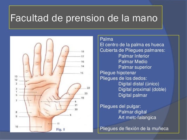 Biomecanica de mano