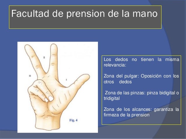 Biomecanica De La Mano