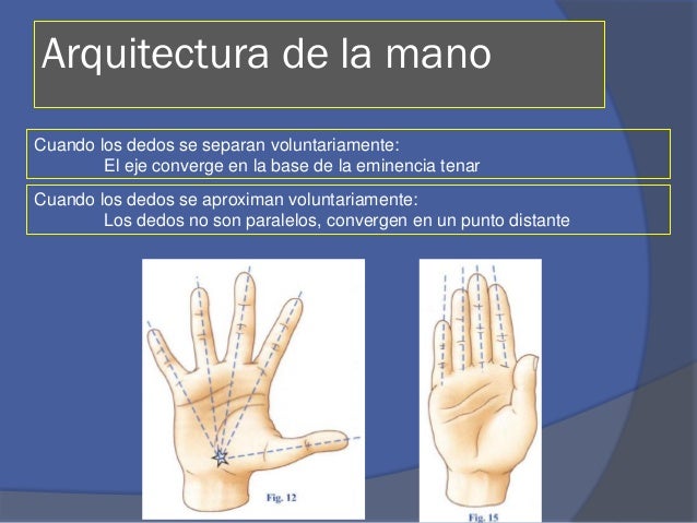 Biomecanica de mano