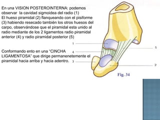 Biomecanica de la Articulacion de Muñeca | PPT