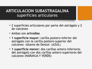 biomecanica de pie en anatomia funcional y de la biomecanica | PPTX
