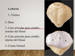 Biomecanicaderodilla jorgerenteros | PDF