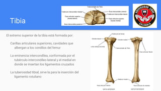 Biomecánica de Rodilla y Pierna | PPTX