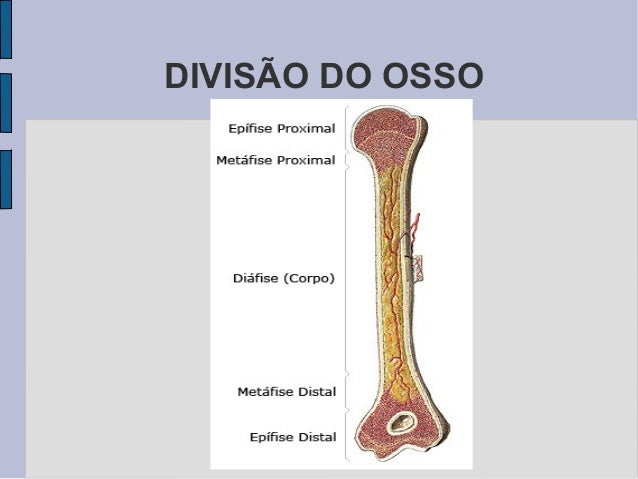 Biomecanica do osso