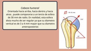 biomecanica en fisioterapia del miembro superior | PPTX