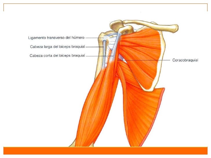 Biomecanica Del Hombro