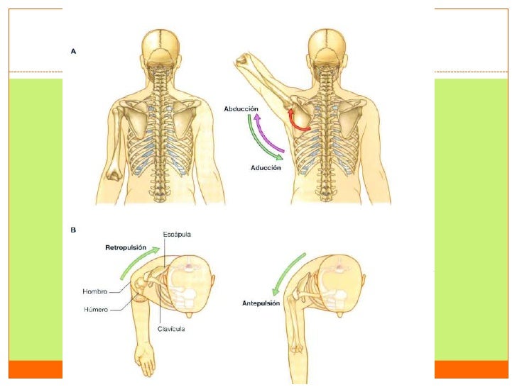 Biomecanica del hombro