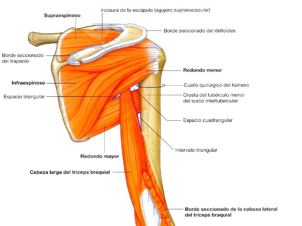 Anatomia Hombro Fisiot