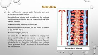 Biomecanica hueso, cartilago y musculo | PPTX