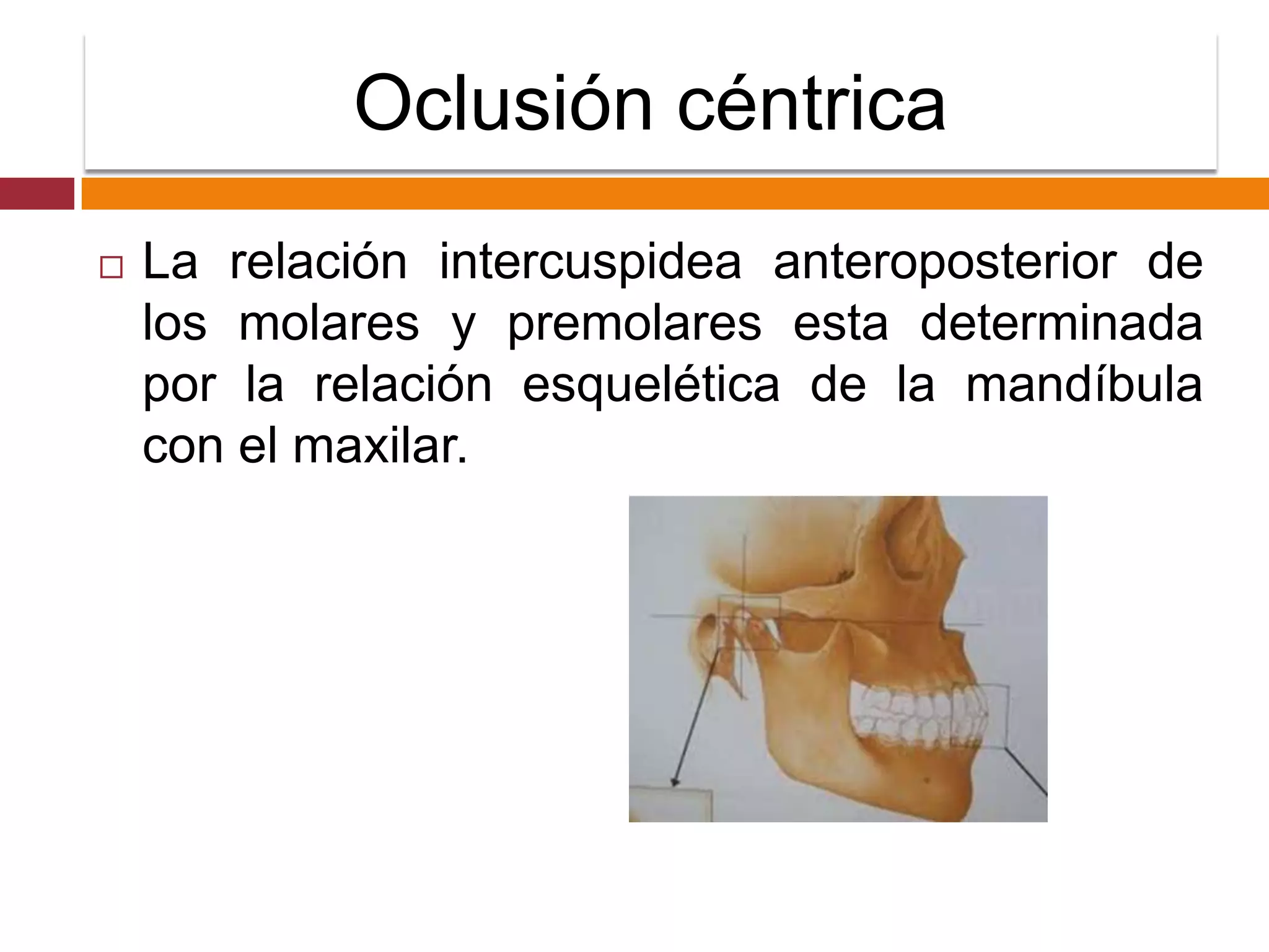 Biomecanica mandibular | PPTX