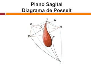 Biomecanica mandibular | PPTX
