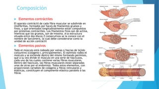 biomecanica muscular.pptx