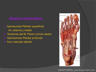 Biomecanica Del Pie