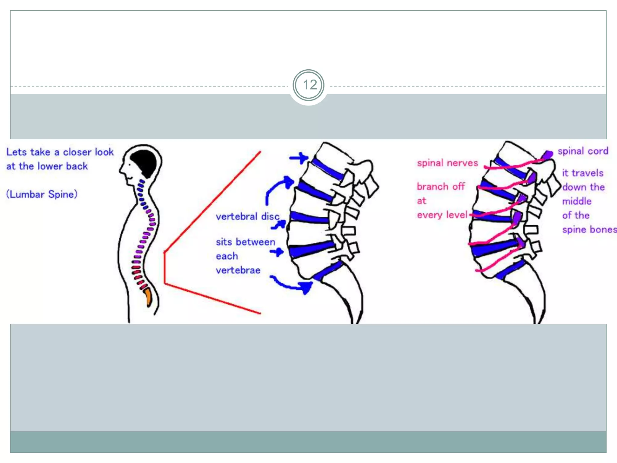 Biomech lumbar spine | PPTX