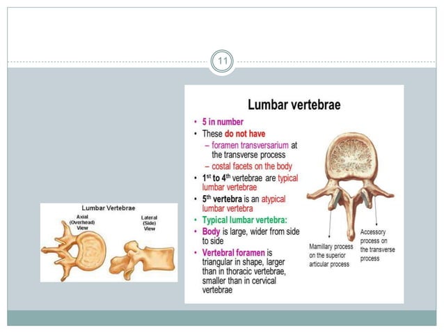 Biomech lumbar spine | PPTX
