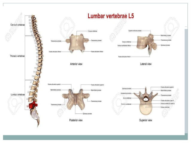 Biomech lumbar spine | PPTX
