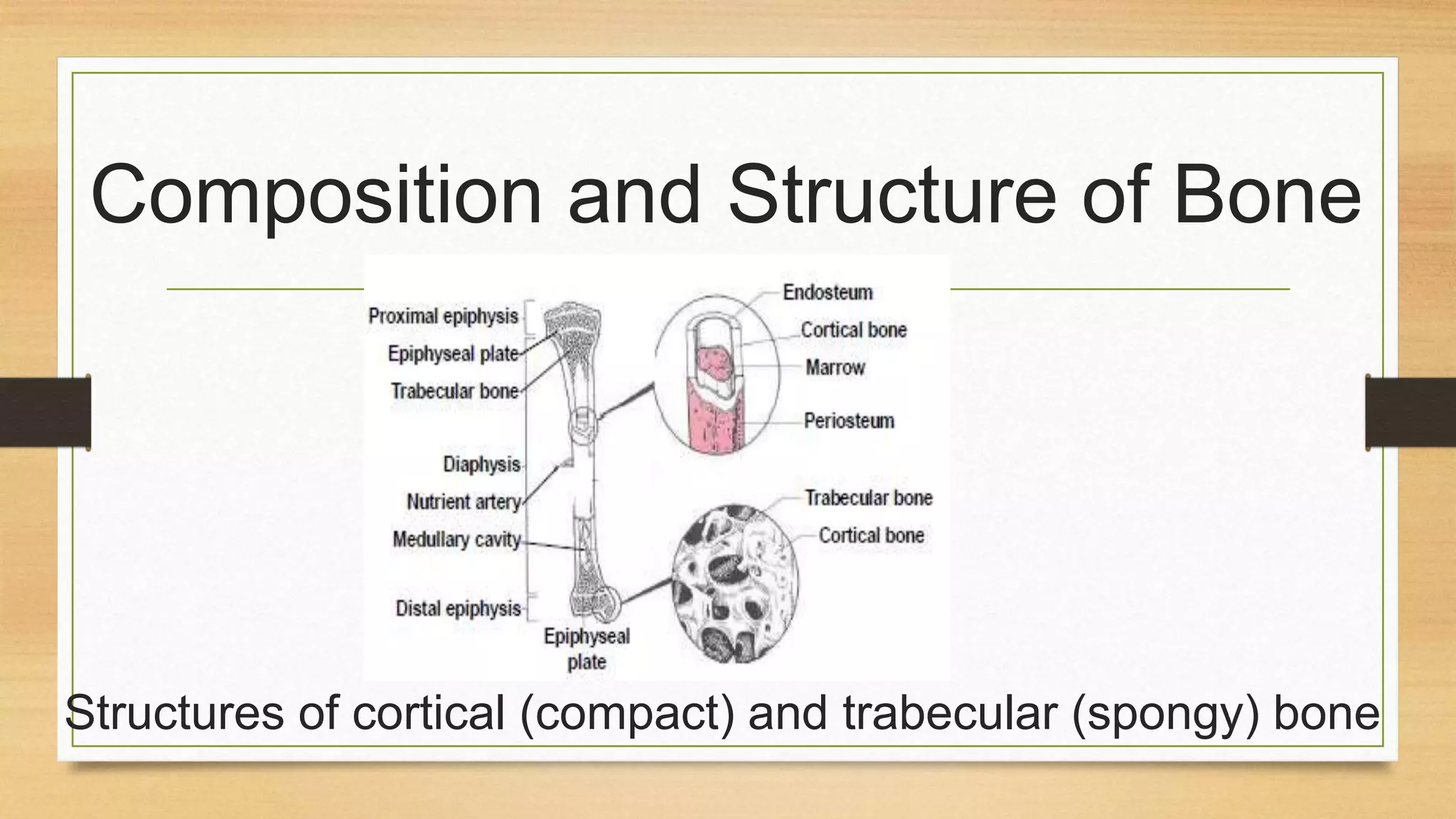 The Biomechanics of Human Bone Growth and Development | PPTX