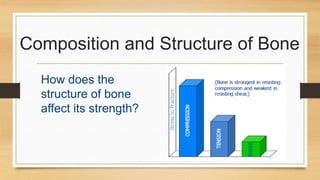 The Biomechanics of Human Bone Growth and Development | PPTX