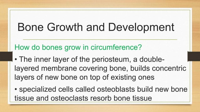 The Biomechanics of Human Bone Growth and Development