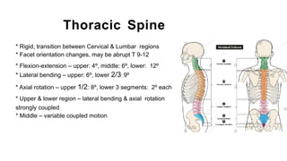 biomechanic human spine and anatomy.pptx