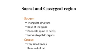 biomechanic human spine and anatomy.pptx
