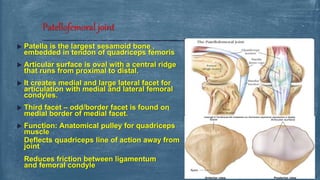 knee joint biomechanics 2nd BPTH Kinesiology | PPTX