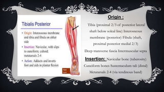 Biomechanics | PPTX