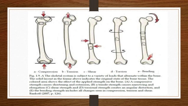 Kinetic Concepts for Analyzing Human Motion. (Biomechanics) | PPTX ...
