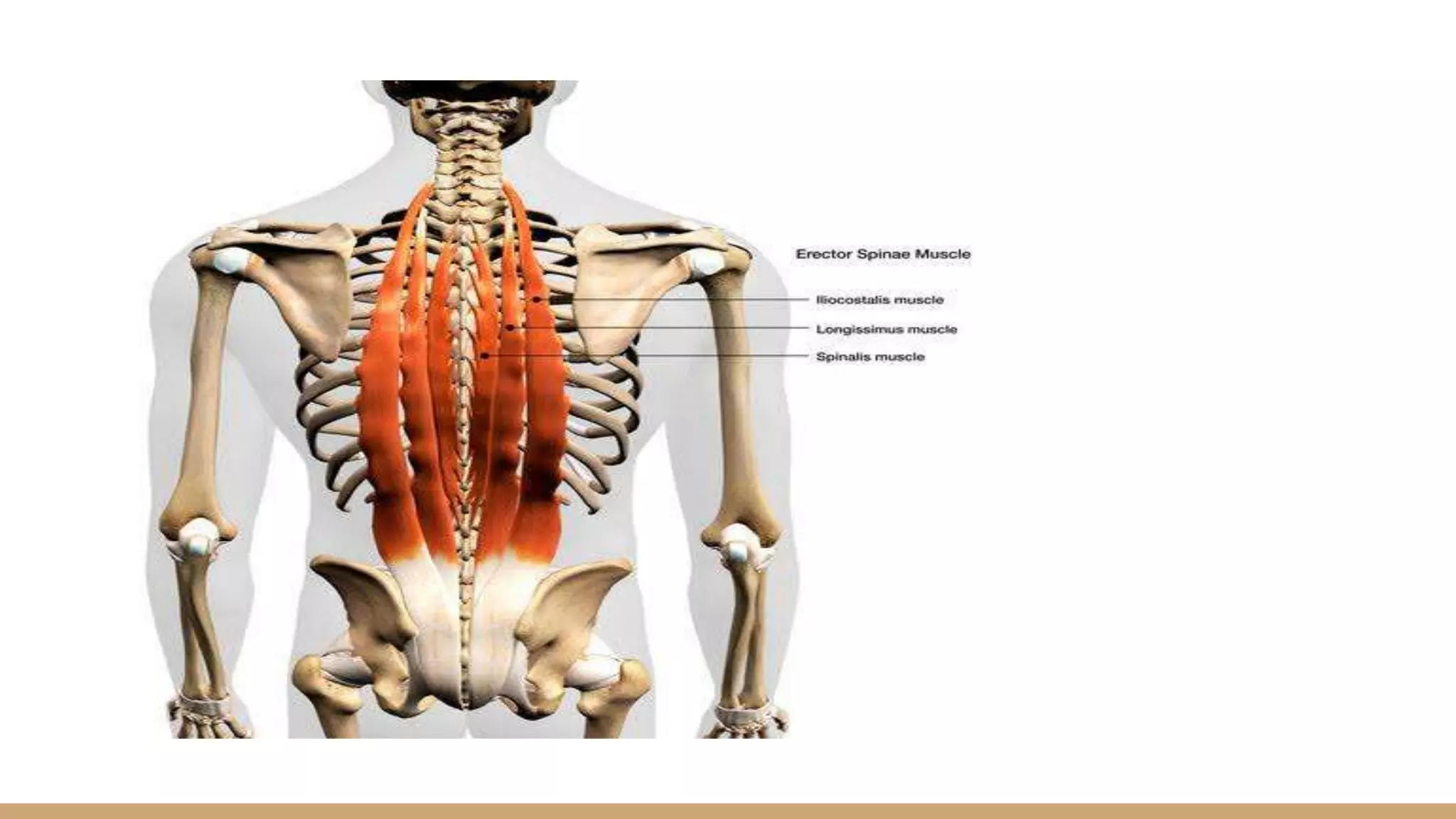Biomechanics - muscles of lower thorax (Ann).pptx