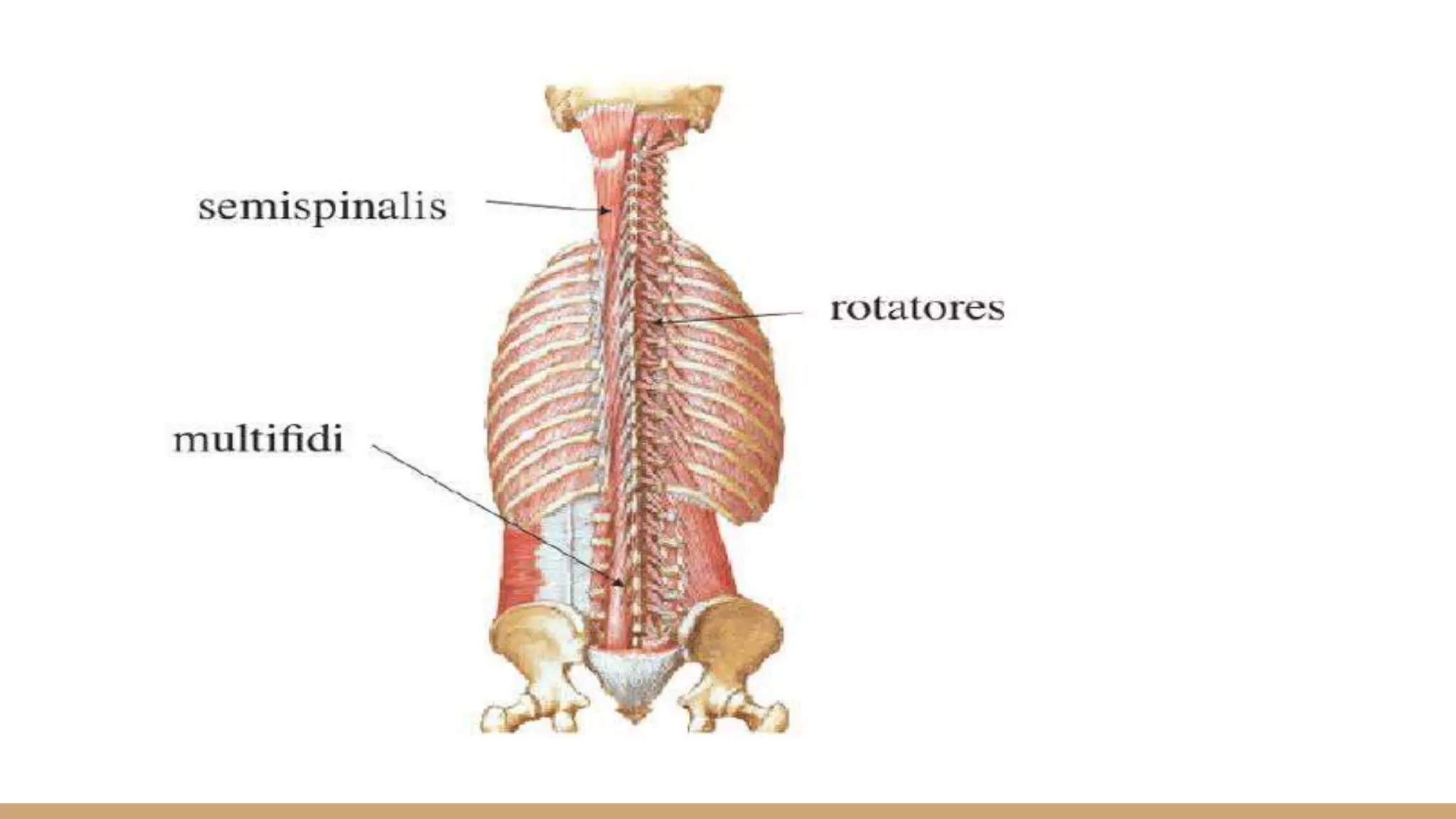 Biomechanics - muscles of lower thorax (Ann).pptx