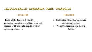 Biomechanics - muscles of lower thorax (Ann).pptx