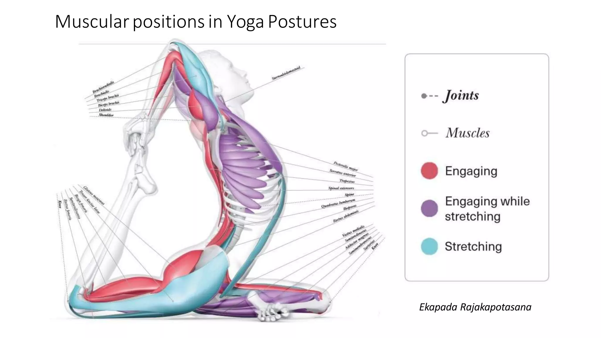 Biomechanics of-yoga | PPTX