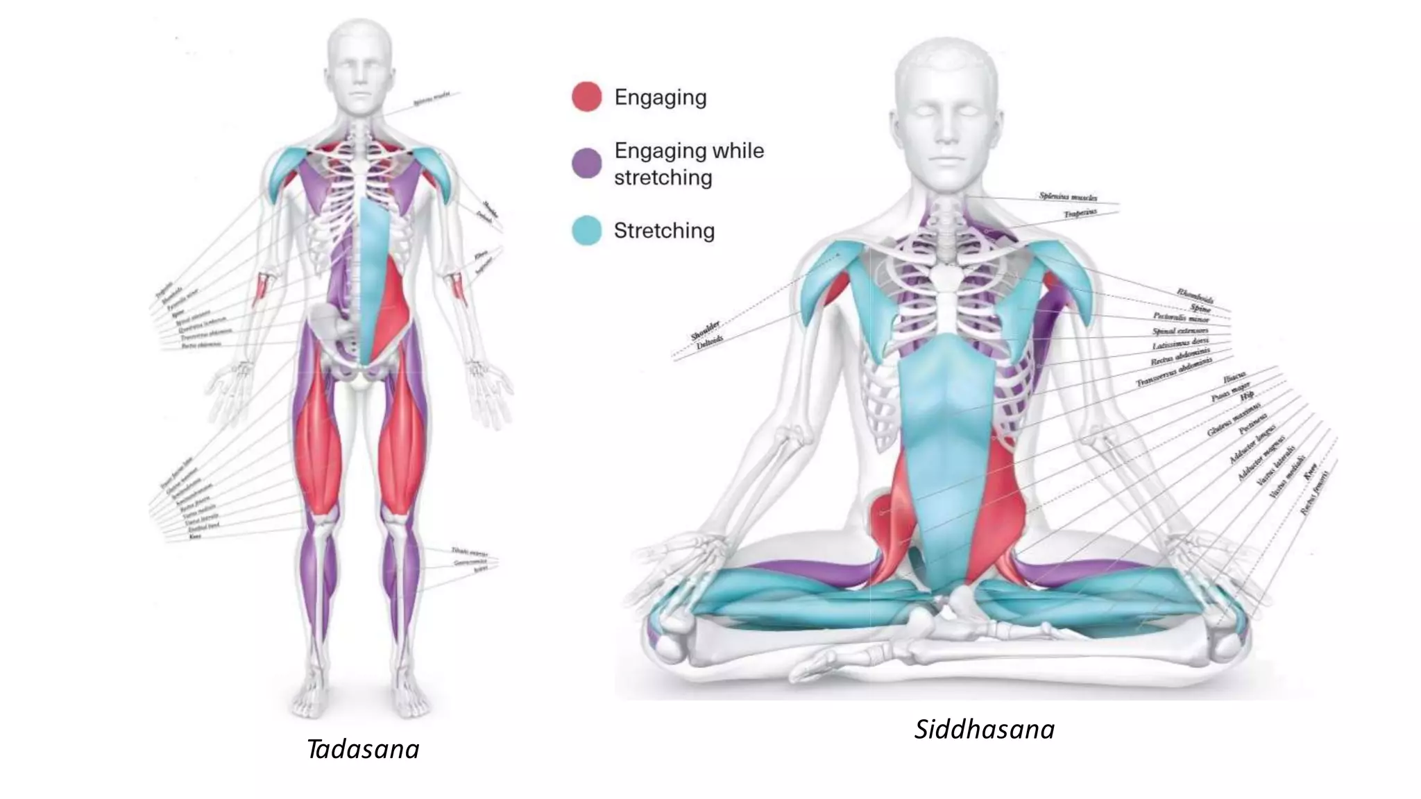 Biomechanics of-yoga | PPTX