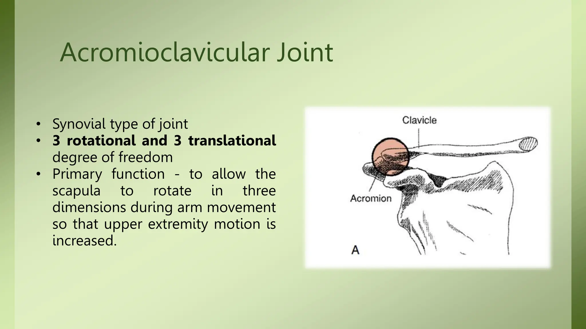 Biomechanics- Shoulder Joint!!!!!!!!!!!! | PPTX