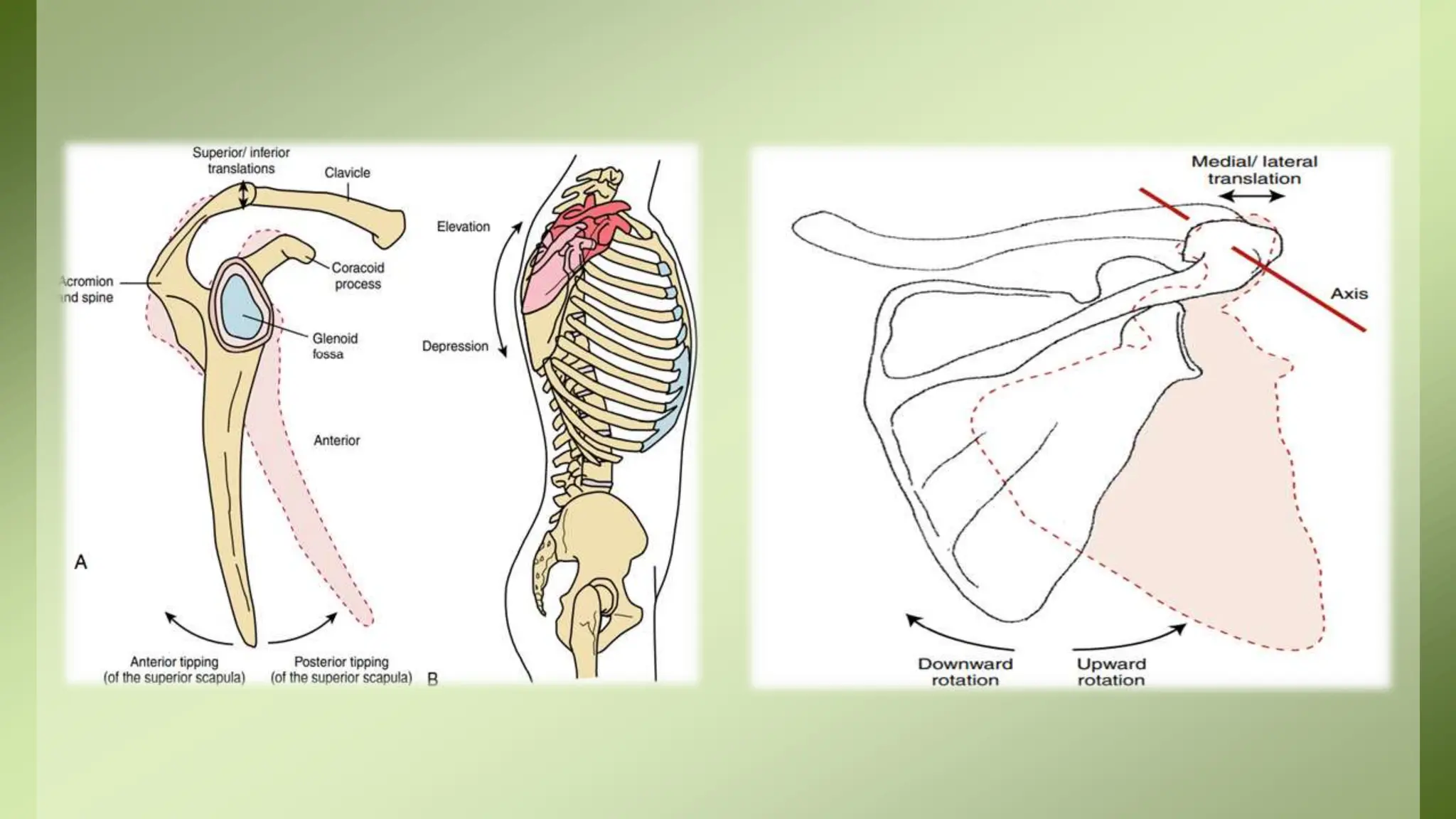 Biomechanics- Shoulder Joint!!!!!!!!!!!! | PPTX