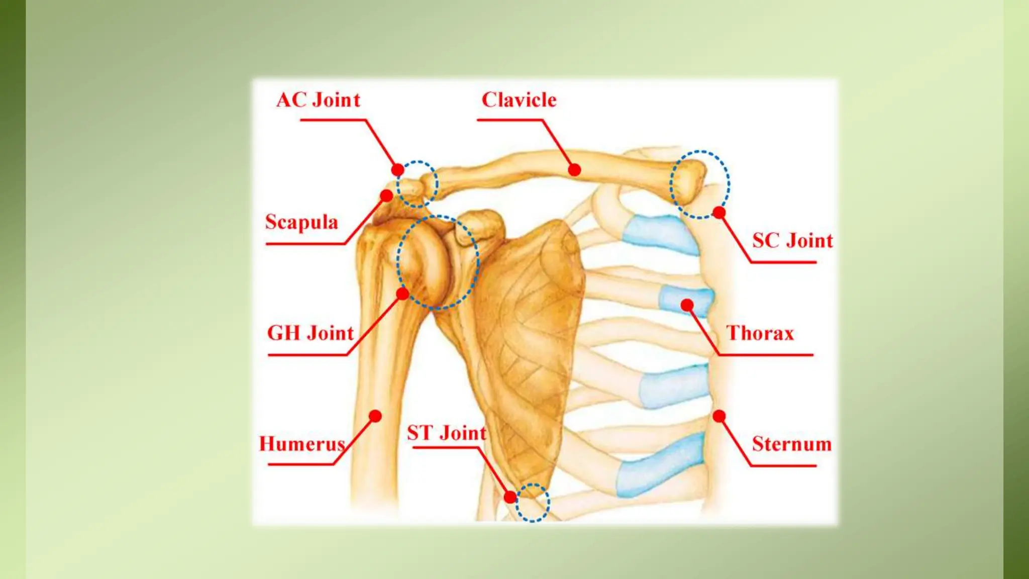 Biomechanics- Shoulder Joint!!!!!!!!!!!! | PPTX