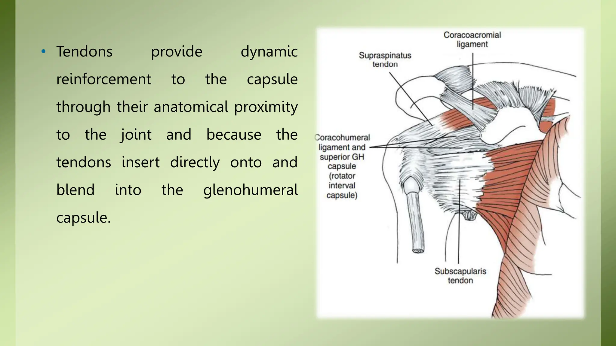Biomechanics- Shoulder Joint!!!!!!!!!!!! | PPTX