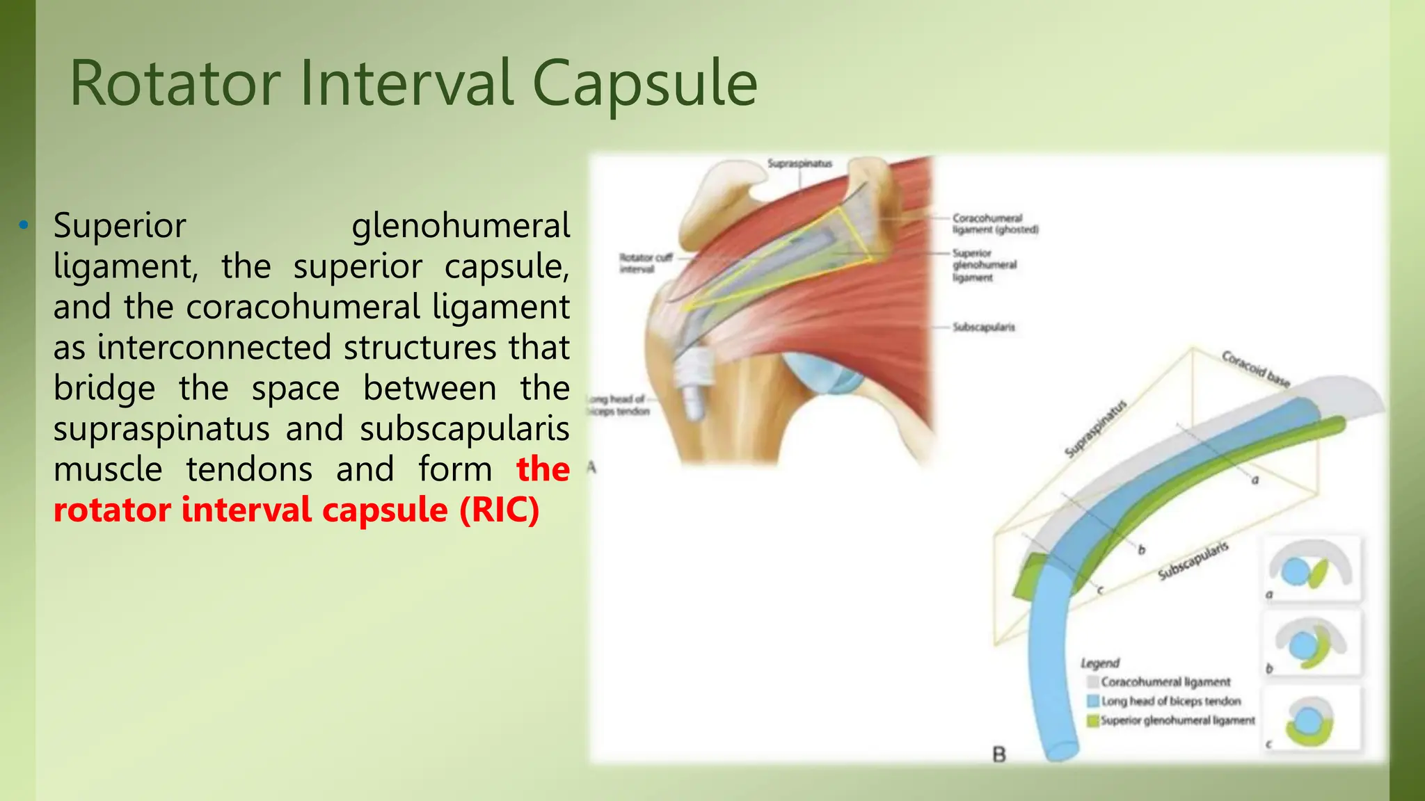 Biomechanics- Shoulder Joint!!!!!!!!!!!! | PPTX