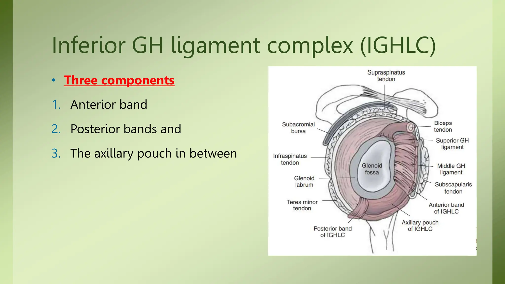 Biomechanics- Shoulder Joint!!!!!!!!!!!! | PPTX