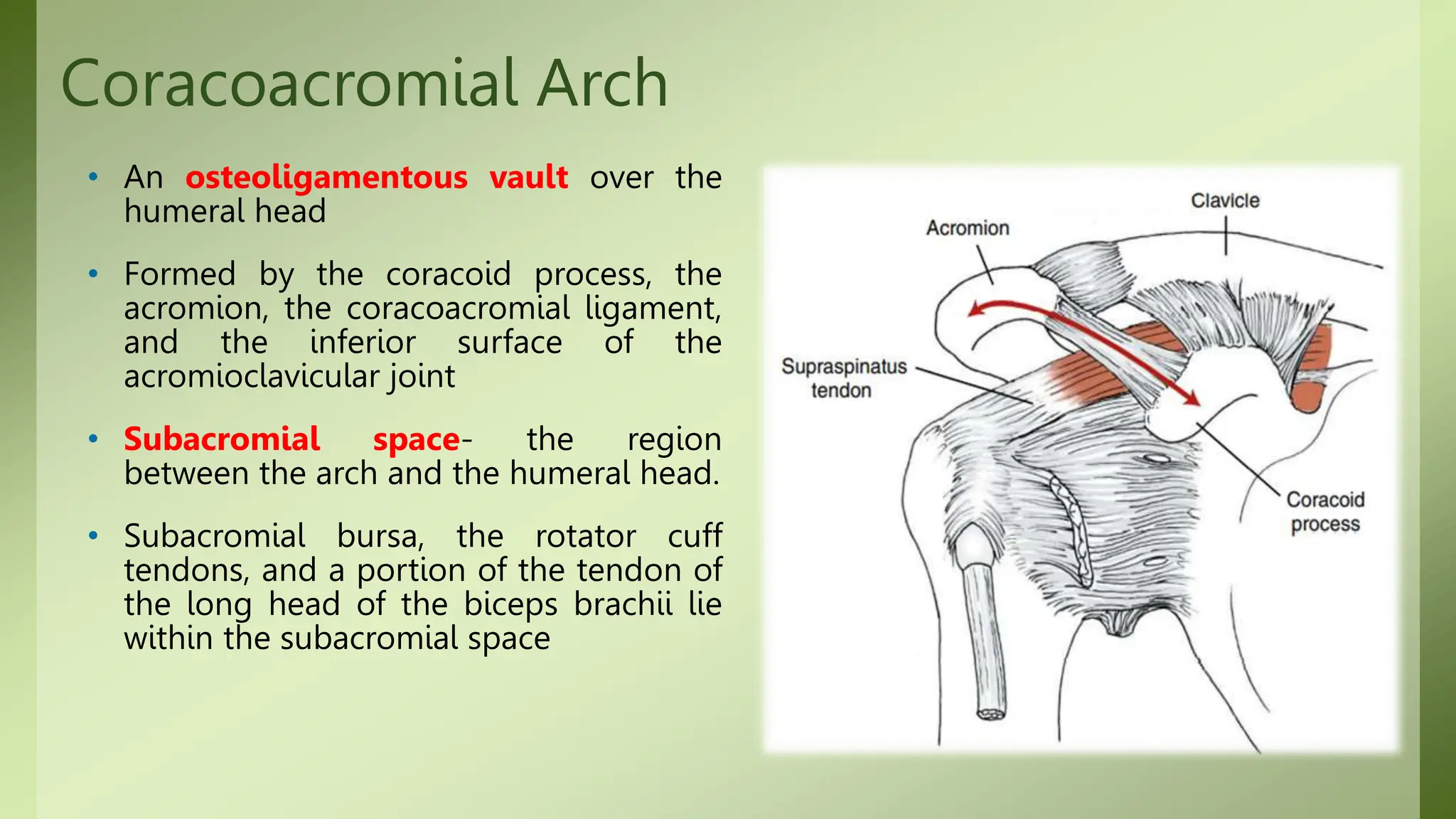 Biomechanics- Shoulder Joint!!!!!!!!!!!! | PPTX