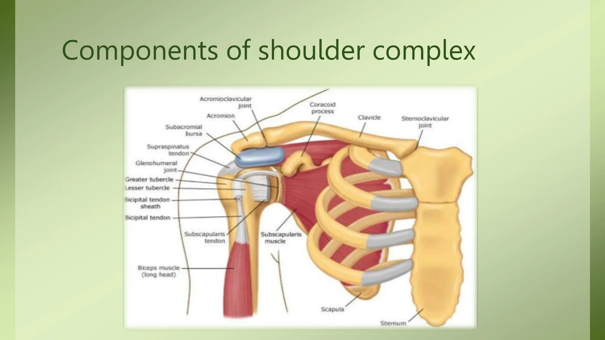 Biomechanics- Shoulder Joint!!!!!!!!!!!! | PPTX