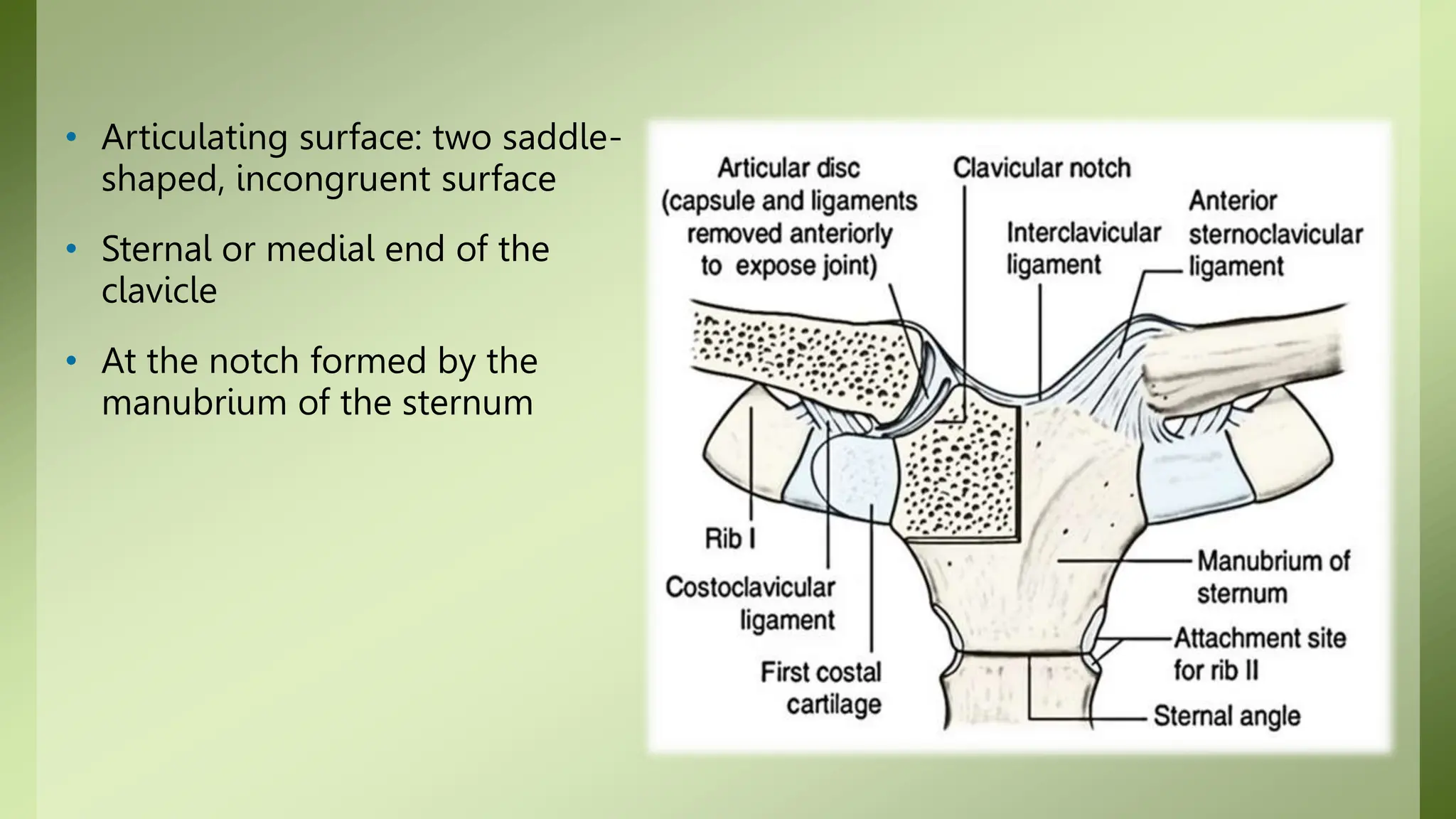 Biomechanics- Shoulder Joint!!!!!!!!!!!! | PPTX