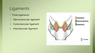 Biomechanics- Shoulder Joint!!!!!!!!!!!! | PPTX