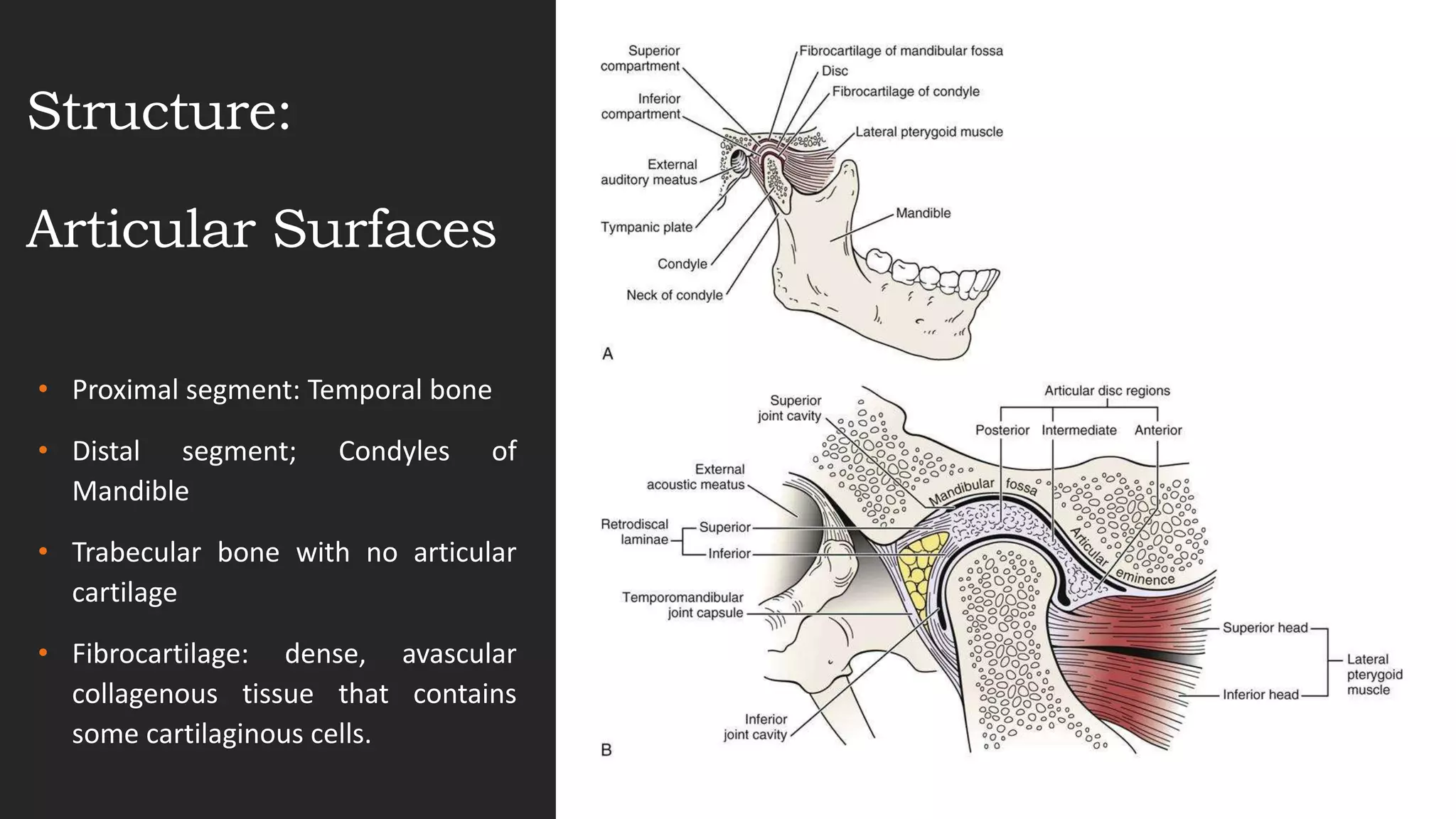 BIOMECHANICS - Tmj.pptx