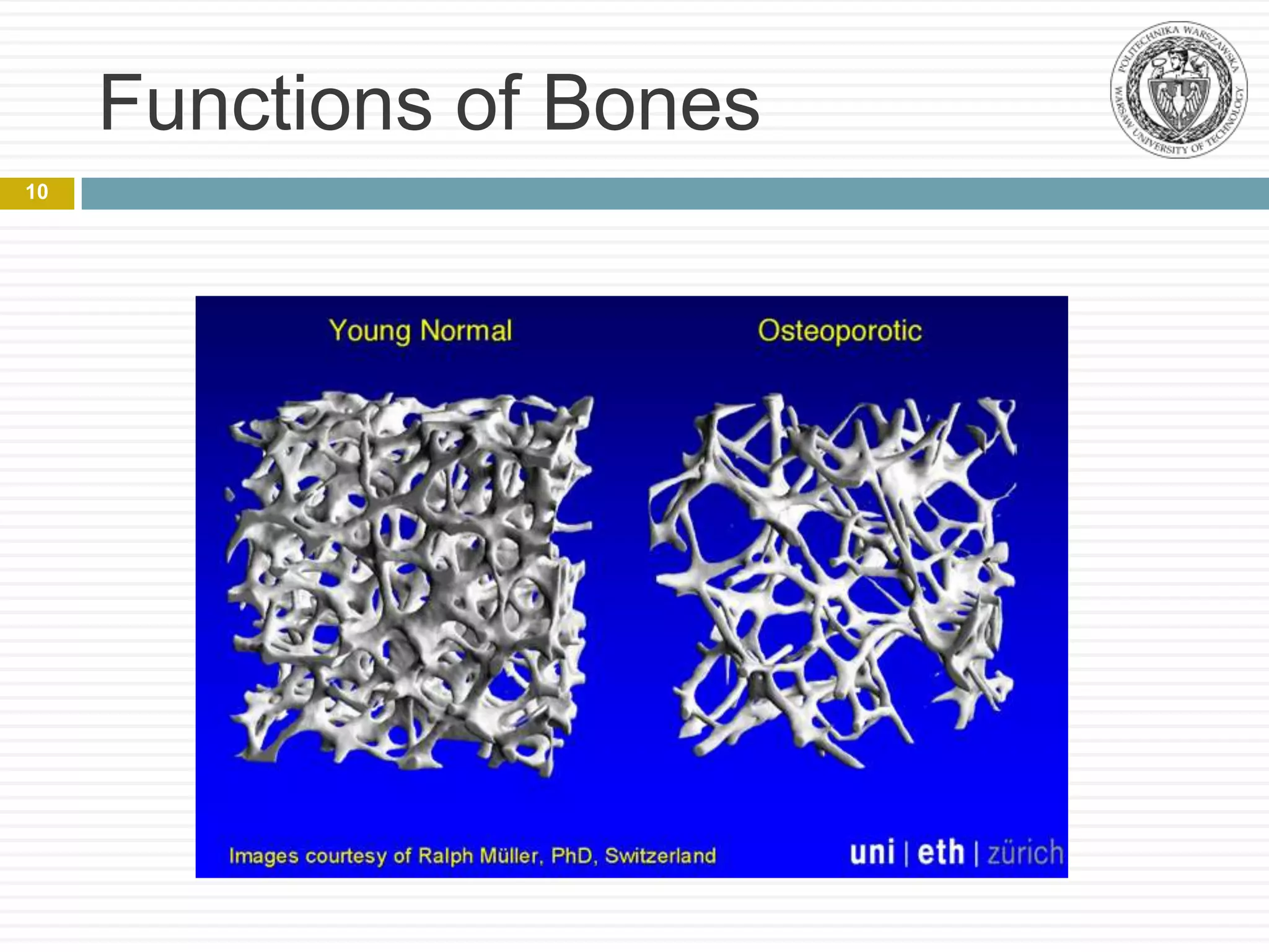 Biomechanics of Bones | PPTX
