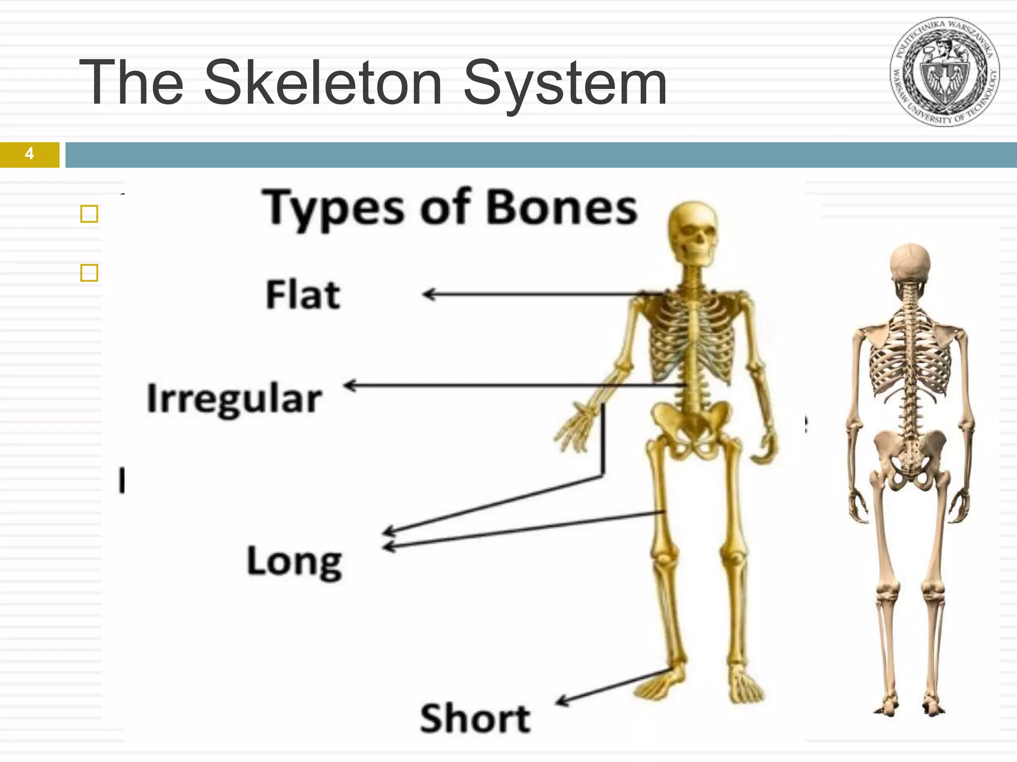 Biomechanics of Bones | PPTX