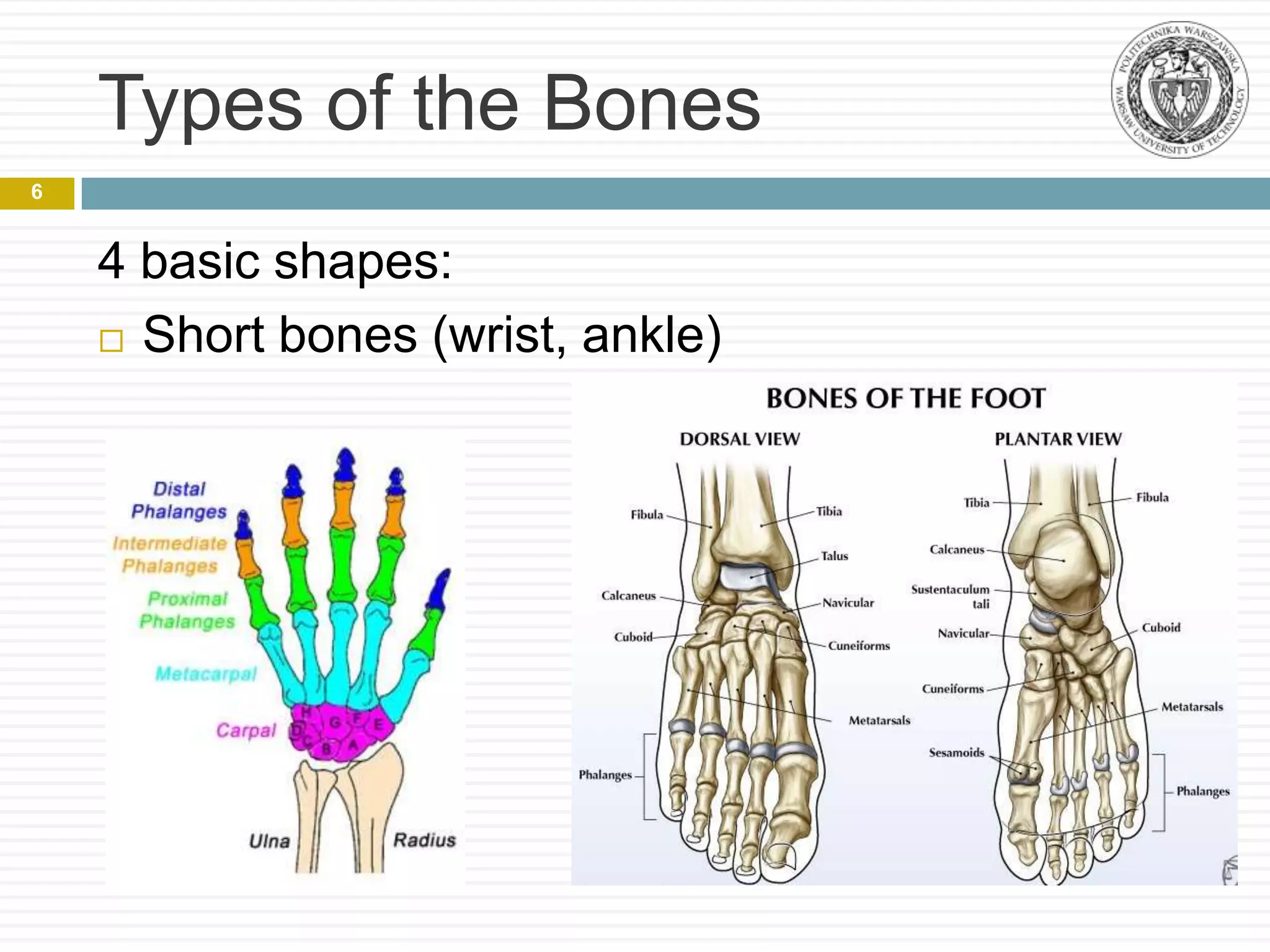 Biomechanics of Bones | PPTX
